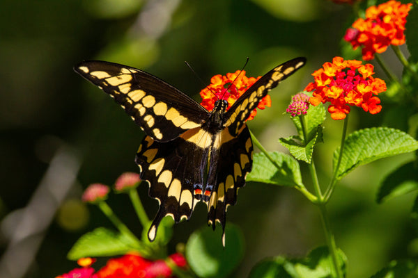 Designing a Pollinator-Friendly Garden in Florida: Top Tips for Success ...