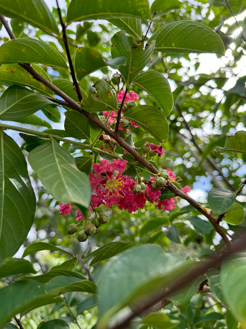 Crape Myrtle - Native Jungle