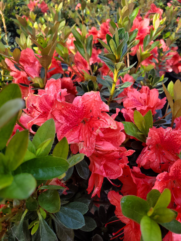 Azalea - Native Jungle