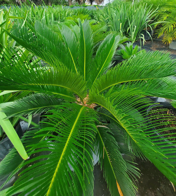 Sago Palm - Native Jungle