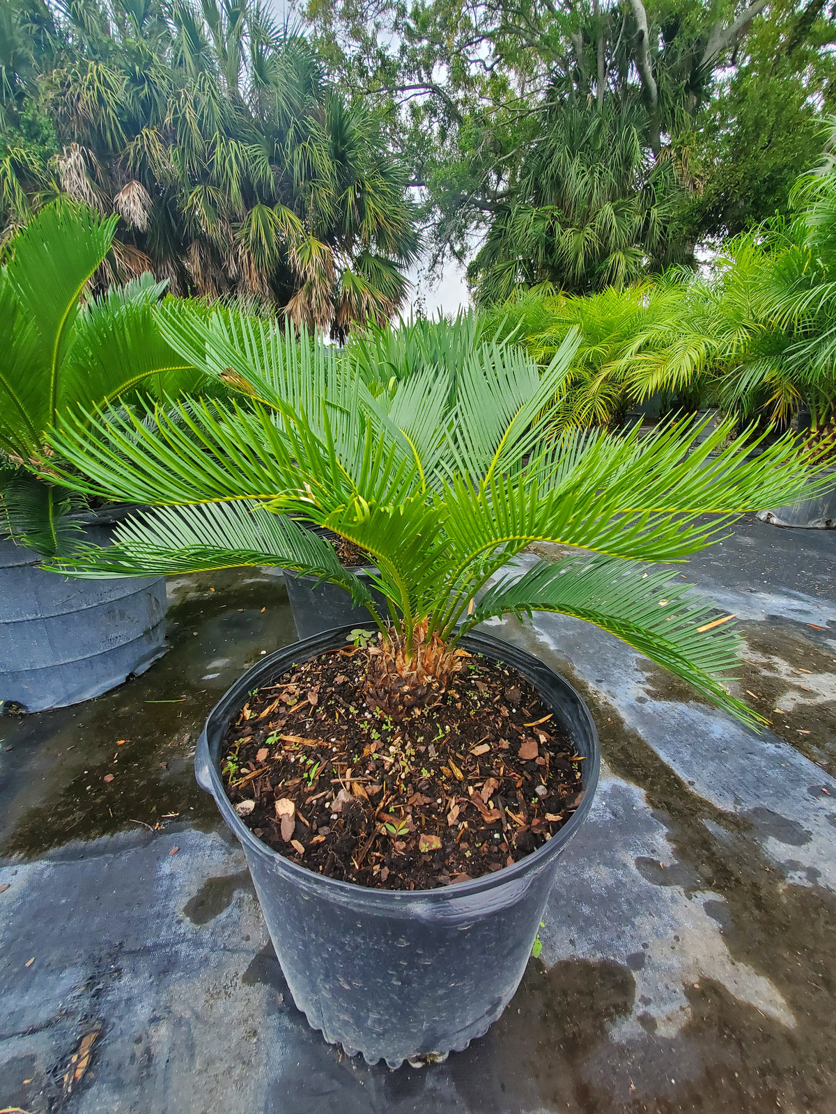 Sago Palm - Native Jungle