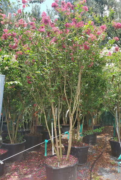 Crape Myrtle (Natchez, Muskogee, Tuscarora) - Native Jungle