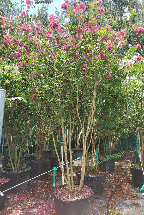 Crape Myrtle (Natchez, Muskogee, Tuscarora) - Native Jungle