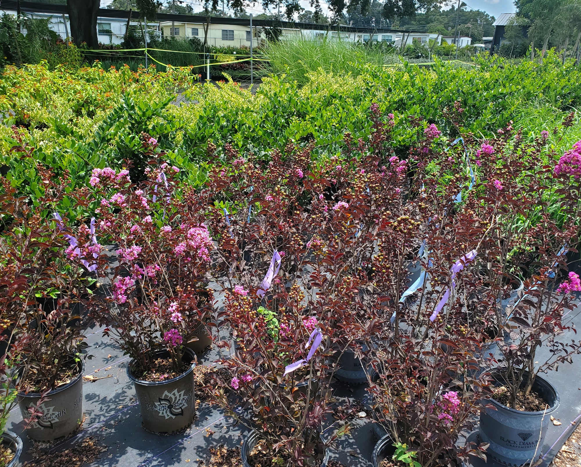 Crape Myrtle (Natchez, Muskogee, Tuscarora) - Native Jungle
