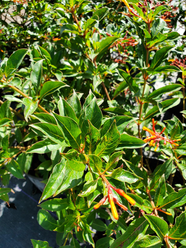 Firebush - Native Jungle