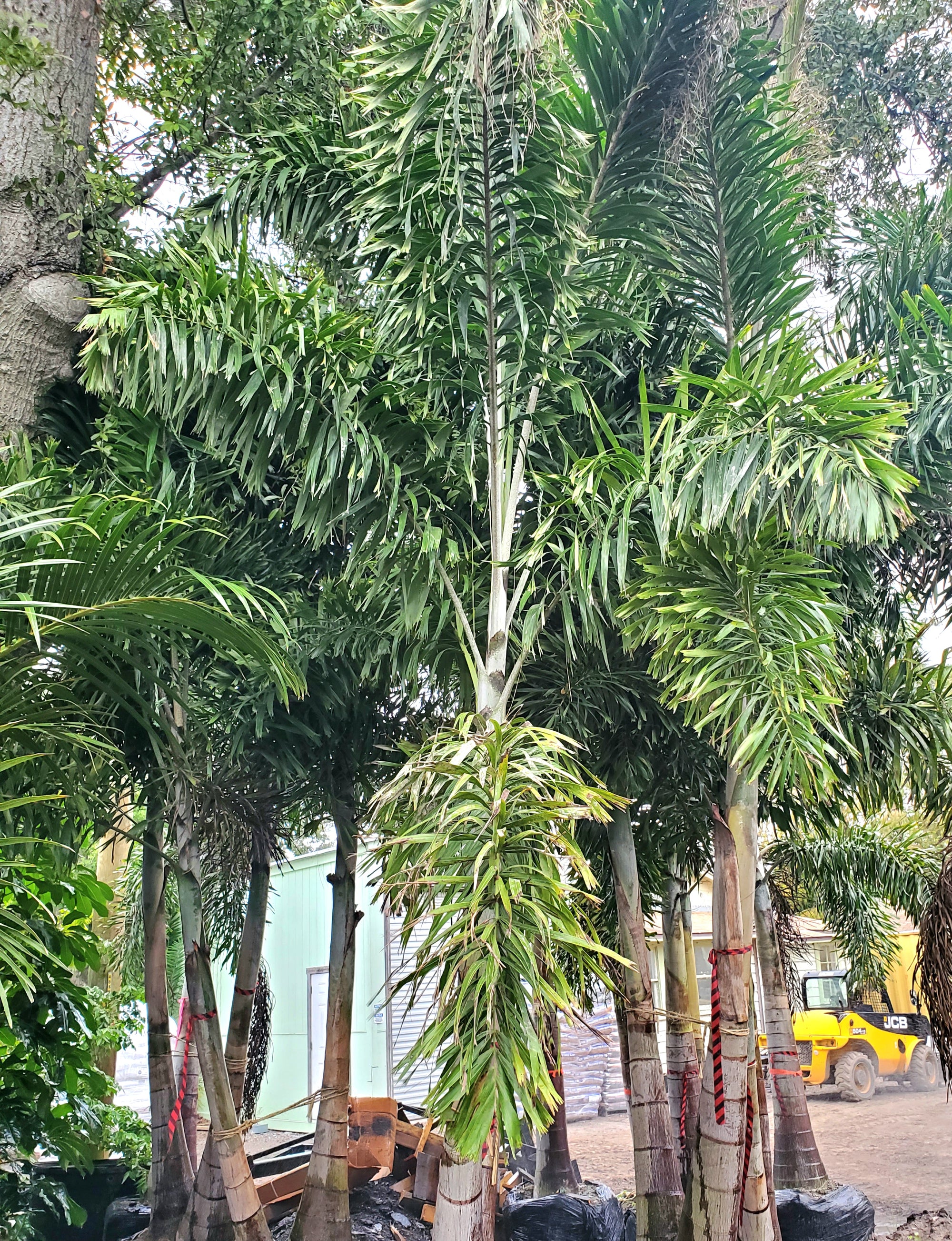 Foxtail Palm - Native Jungle