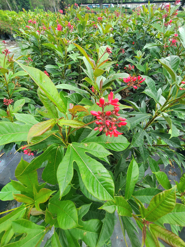 Jatropha - Native Jungle