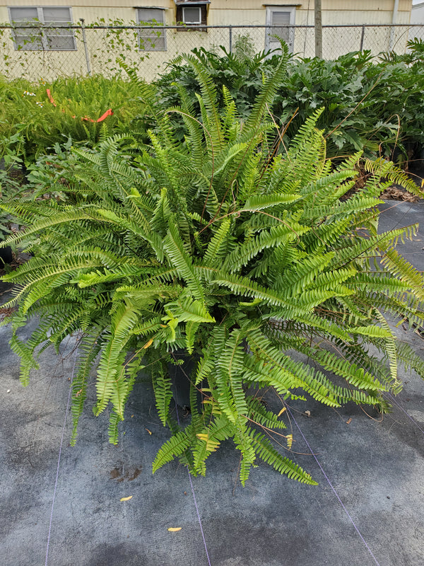 Kimberly Queen Fern - Native Jungle