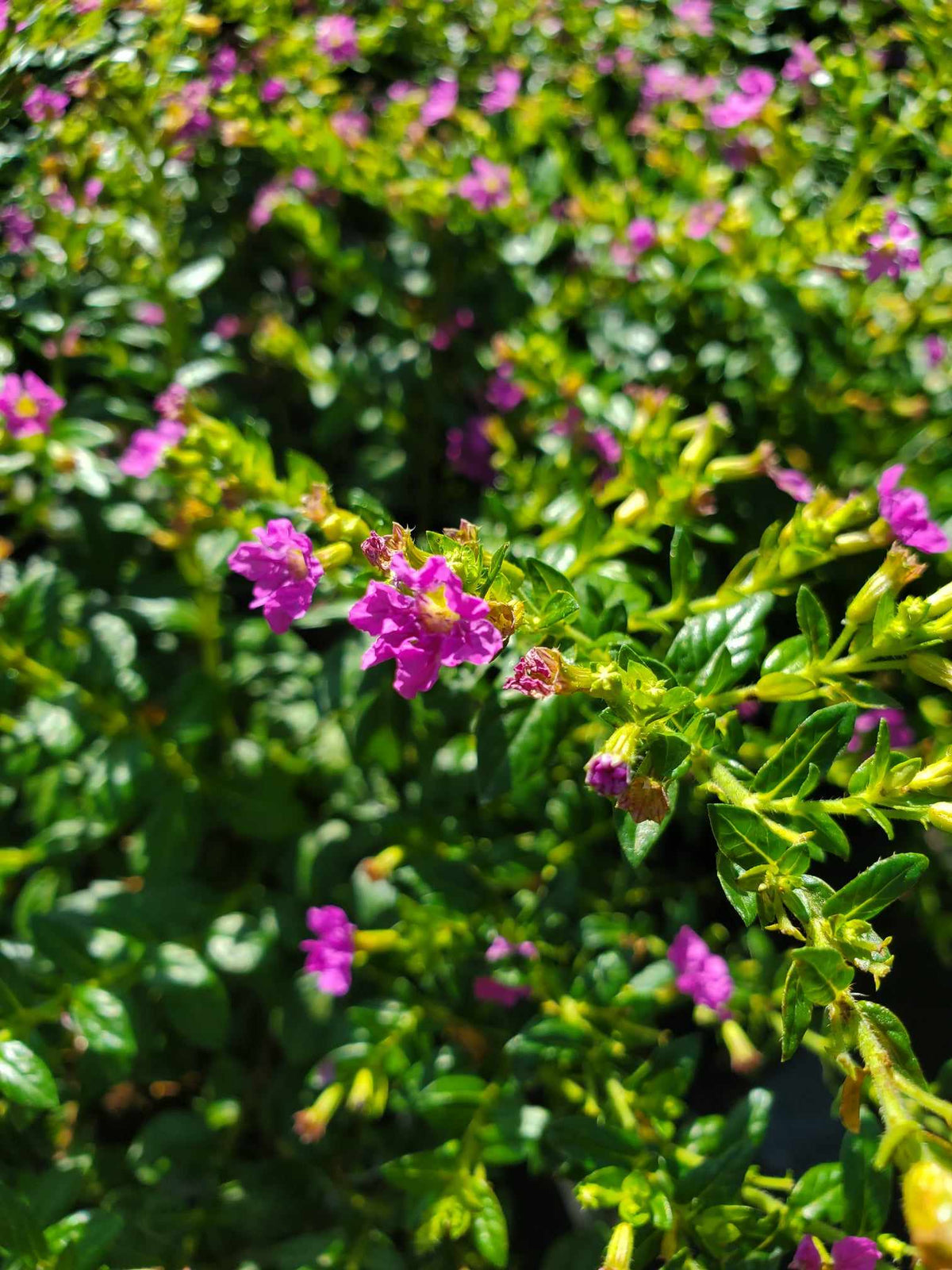 Mexican Heather - Native Jungle