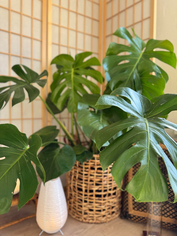 Monstera Deliciosa - Beautiful Indoor Plants - Native Jungle