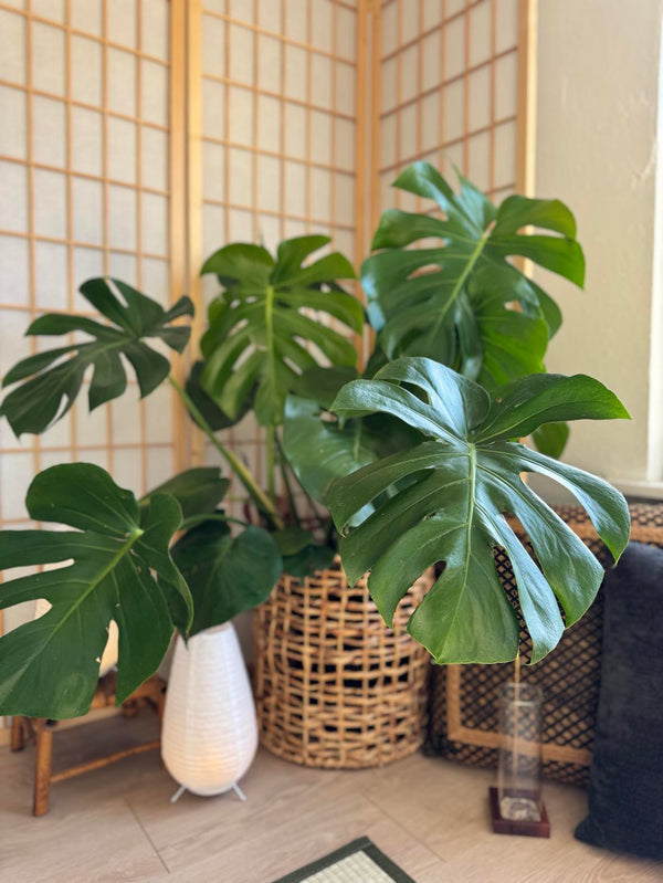 Monstera Deliciosa - Beautiful Indoor Plants - Native Jungle