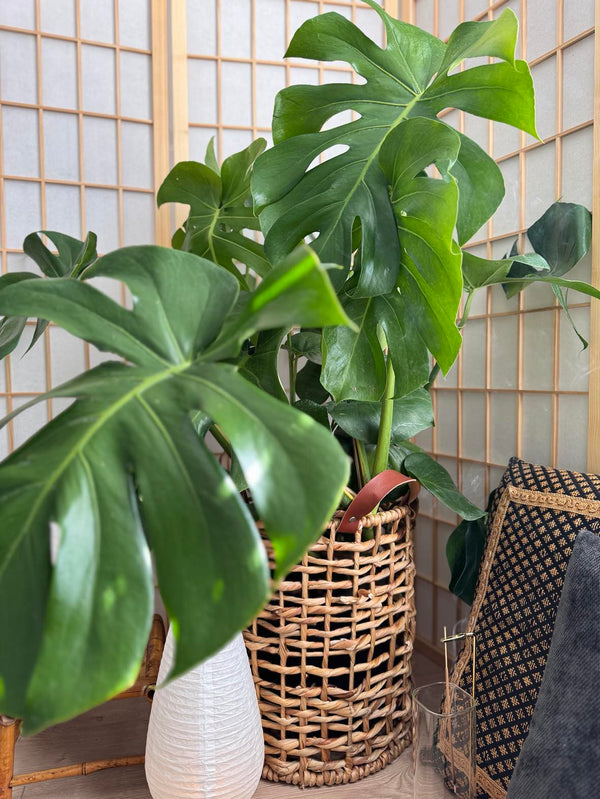 Monstera Deliciosa - Beautiful Indoor Plants - Native Jungle