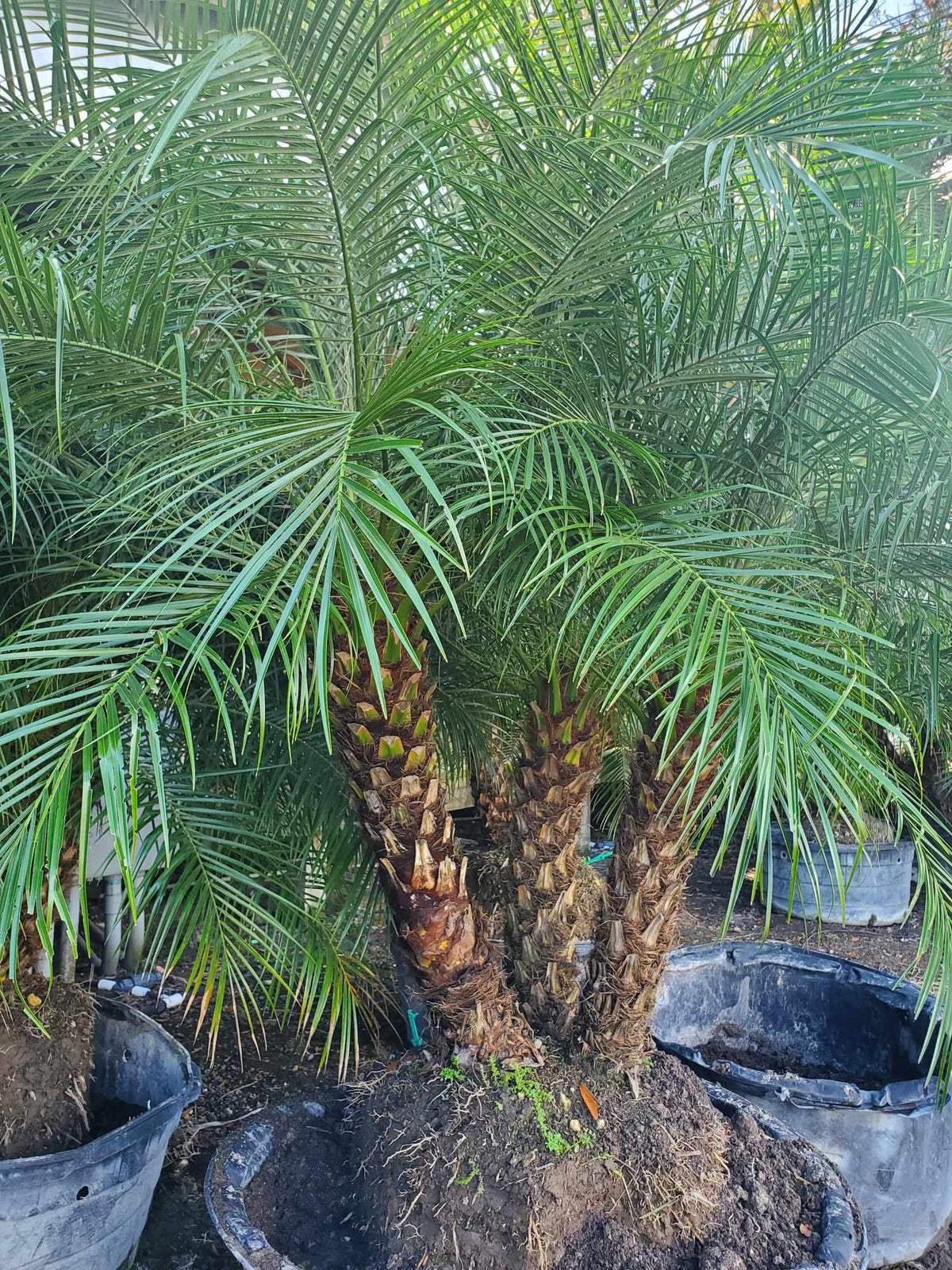 Pygmy Date Palm - Native Jungle