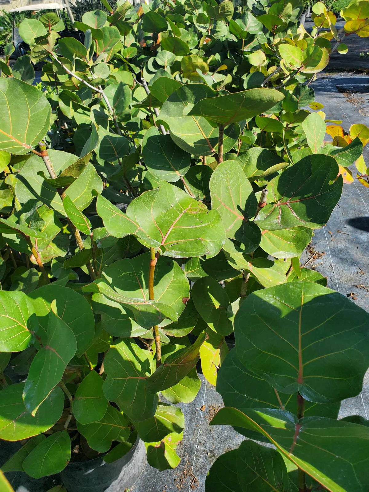 Sea Grape - Native Jungle