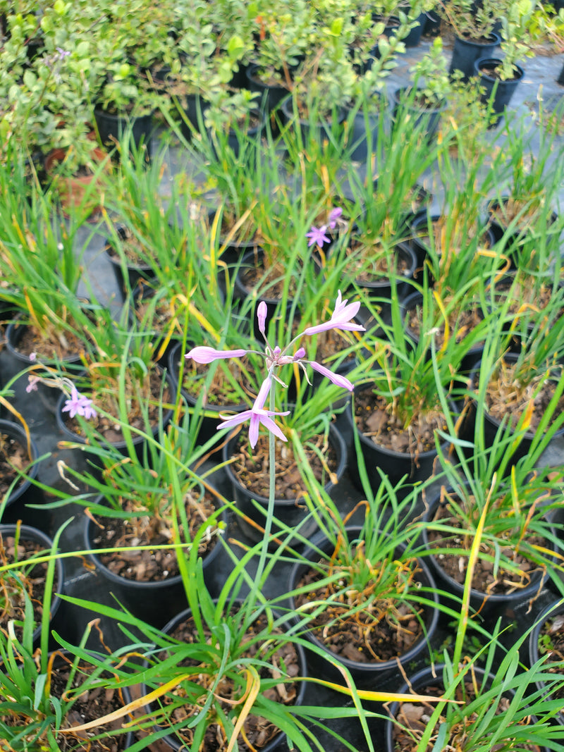 Society Garlic - Native Jungle