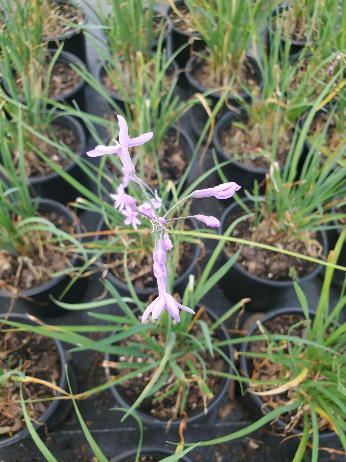 Society Garlic - Native Jungle