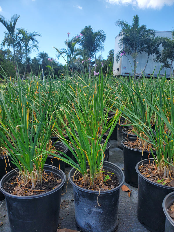 Society Garlic - Native Jungle