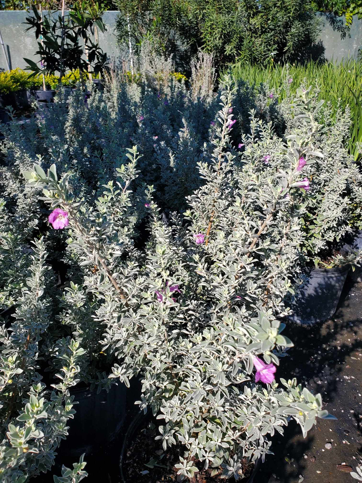Texas Sage - Native Jungle